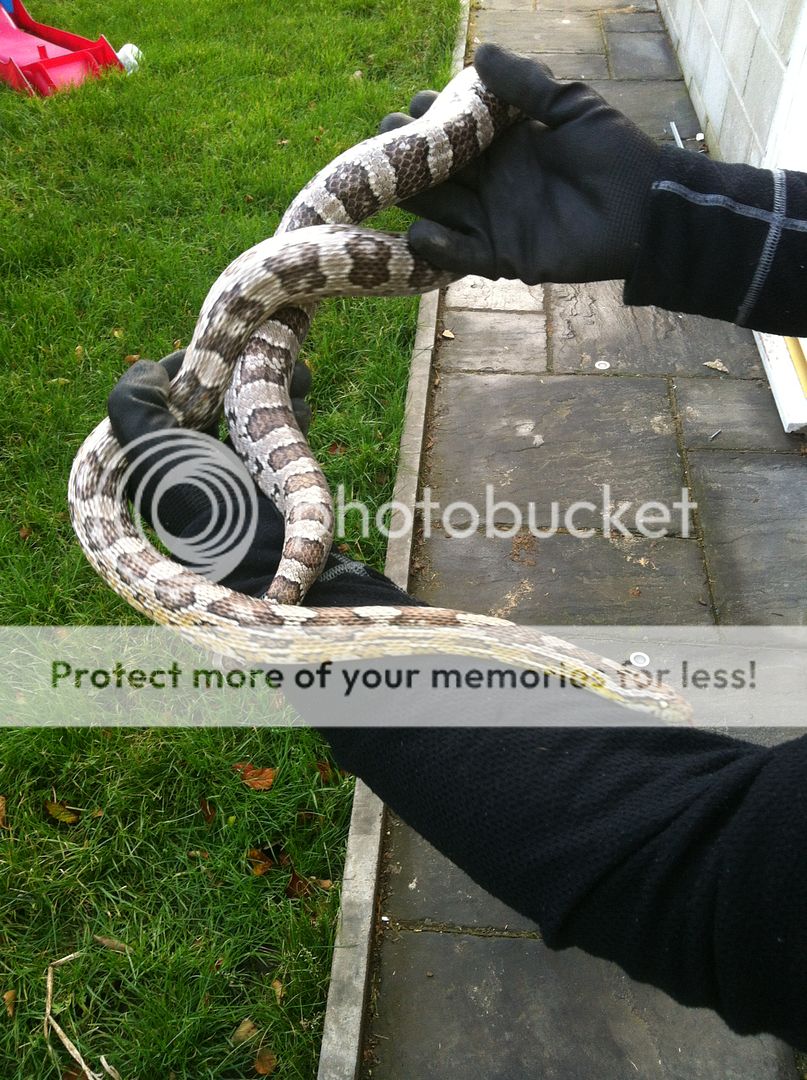 NW England - Adult male Anery het amel corn Wakefield | Reptile Forums