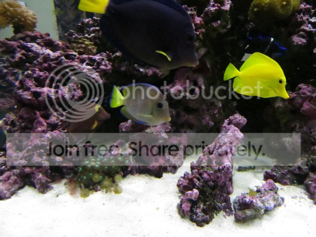 Show off your Tangs | Reef2Reef