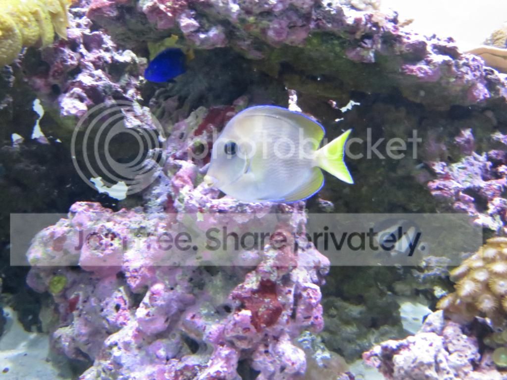 Show off your Tangs | Reef2Reef
