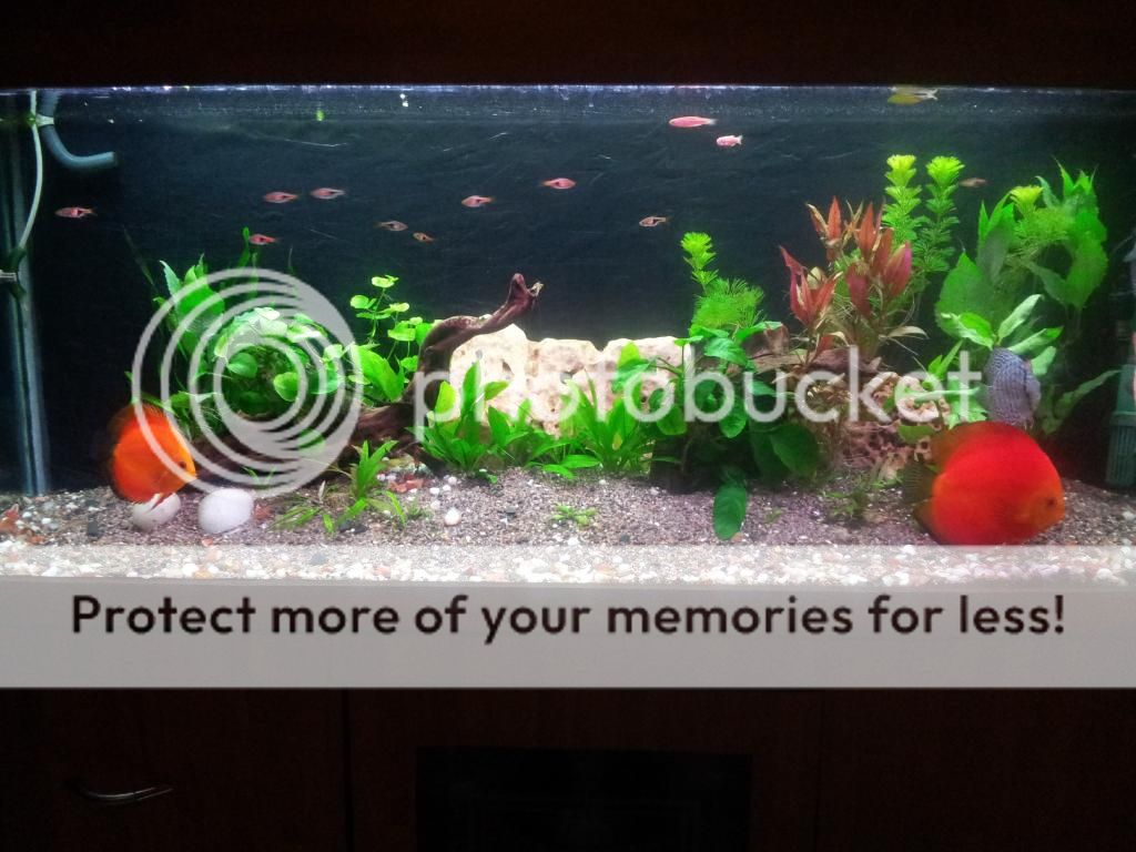 My new 60 gallon discus setup - SimplyDiscus