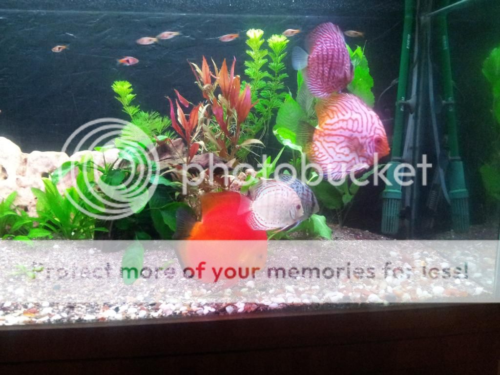 My new 60 gallon discus setup - SimplyDiscus
