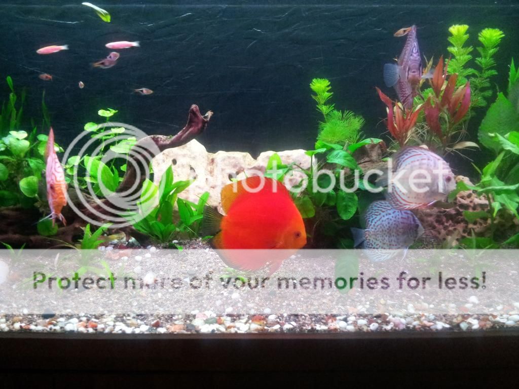 My new 60 gallon discus setup - SimplyDiscus
